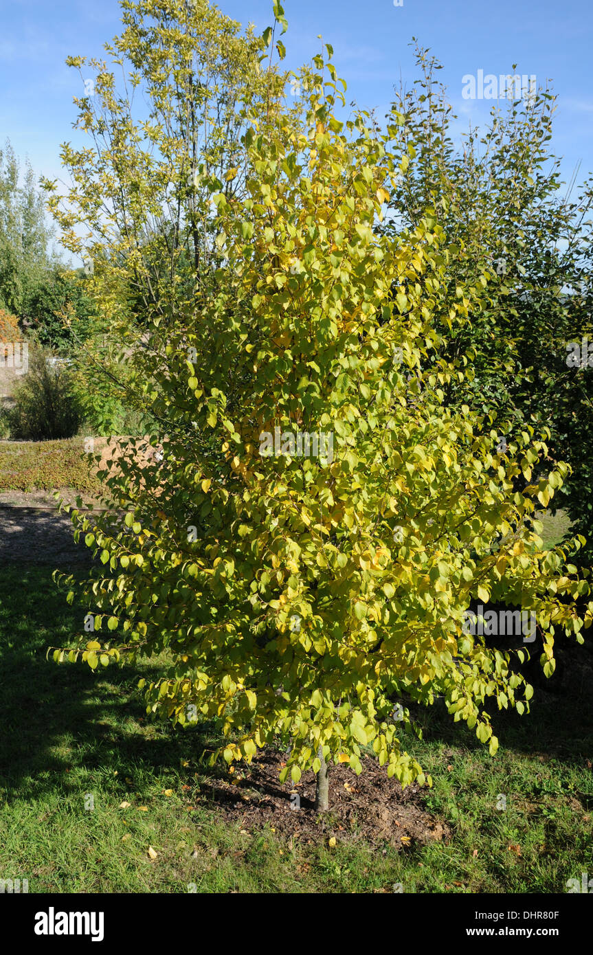 Sugar birches hi-res stock photography and images - Alamy