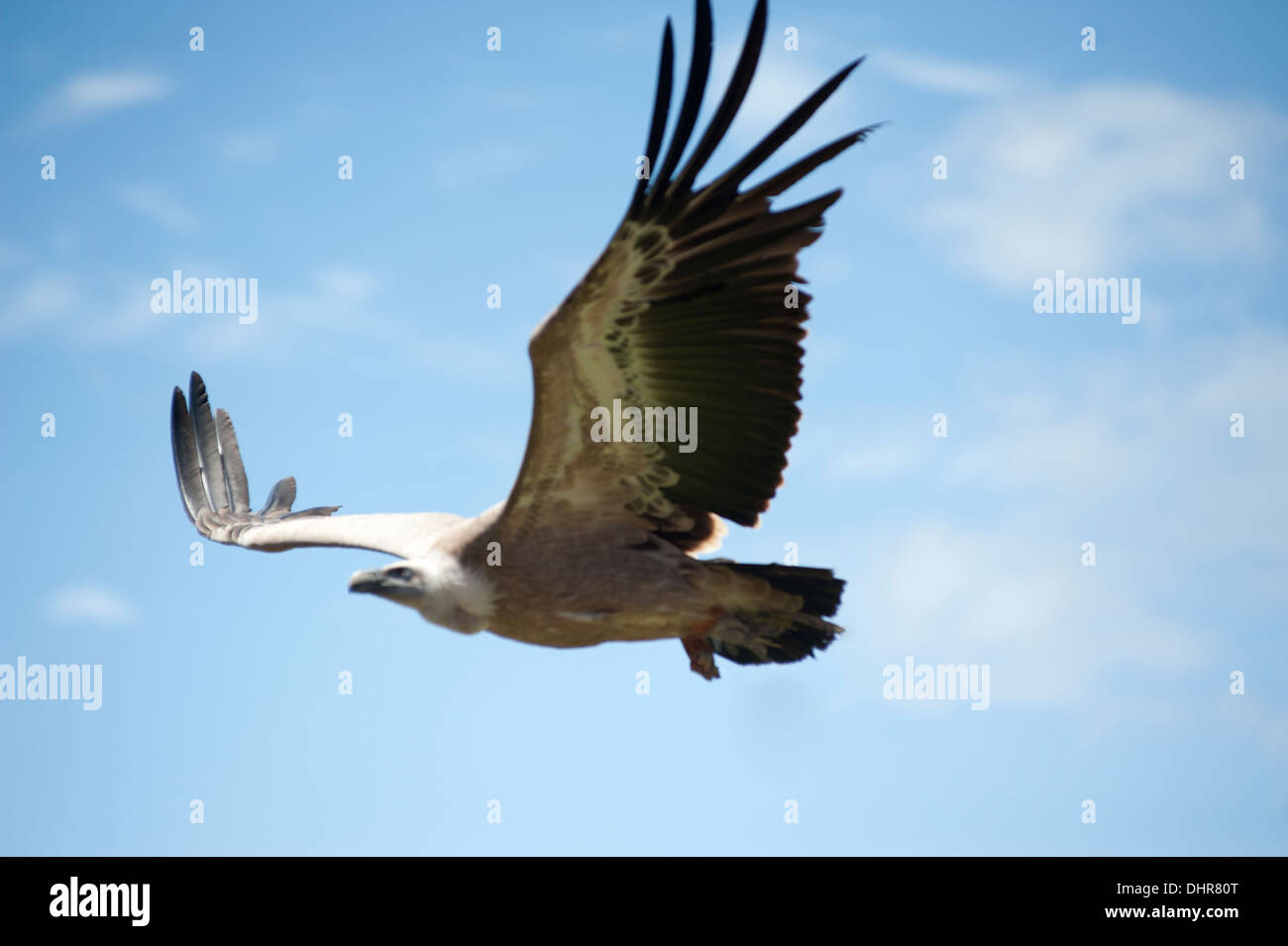 large bird of prey in flight Stock Photo - Alamy