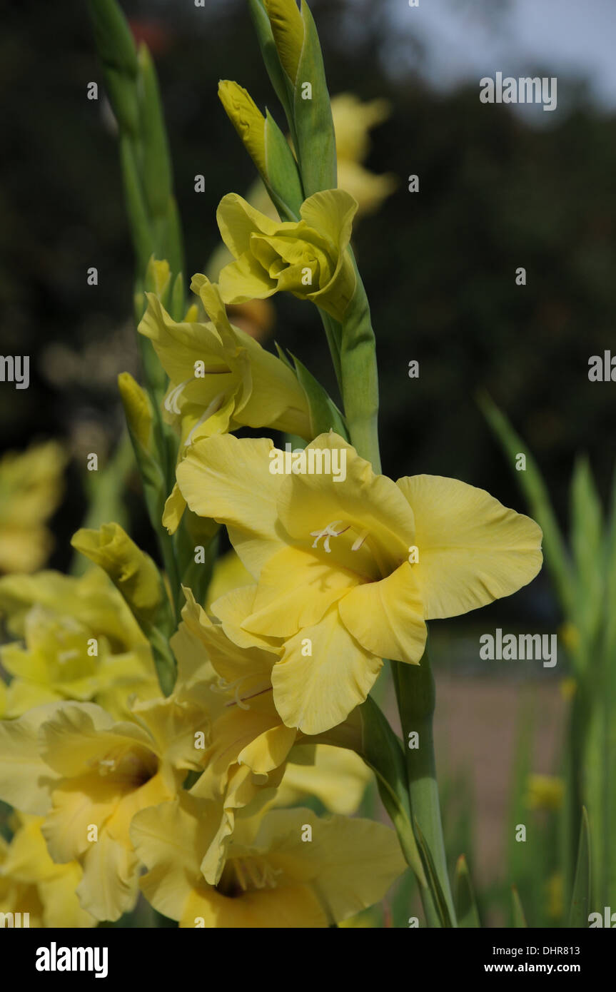 Sword lily hi-res stock photography and images - Alamy