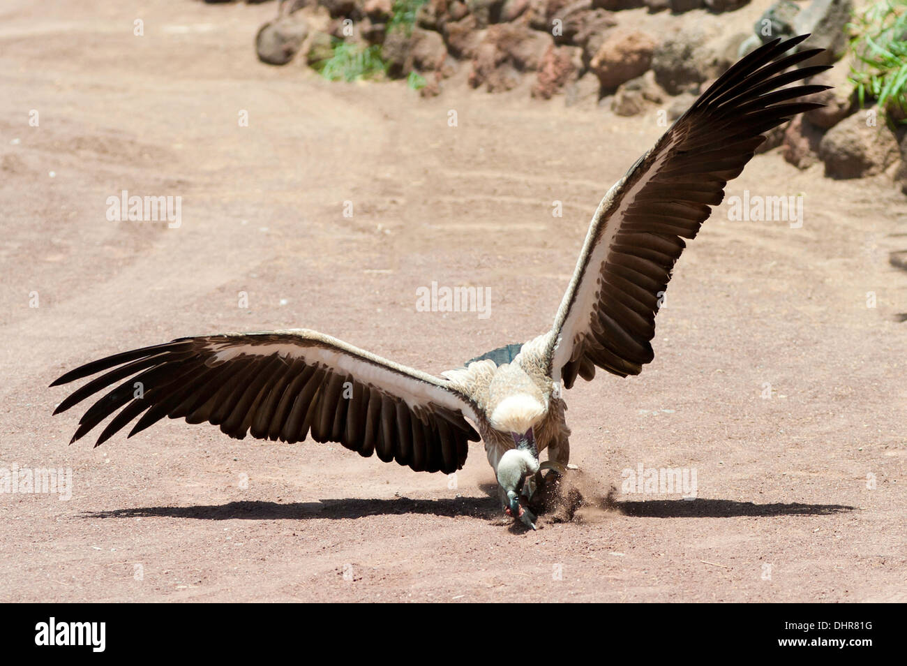 Attacking buzzard hi-res stock photography and images - Alamy