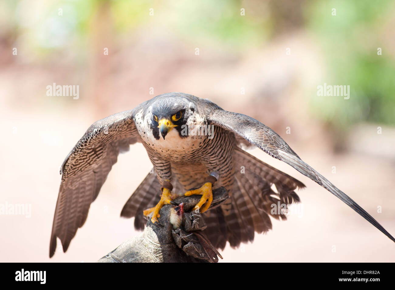 Kestrel on perch hi-res stock photography and images - Alamy