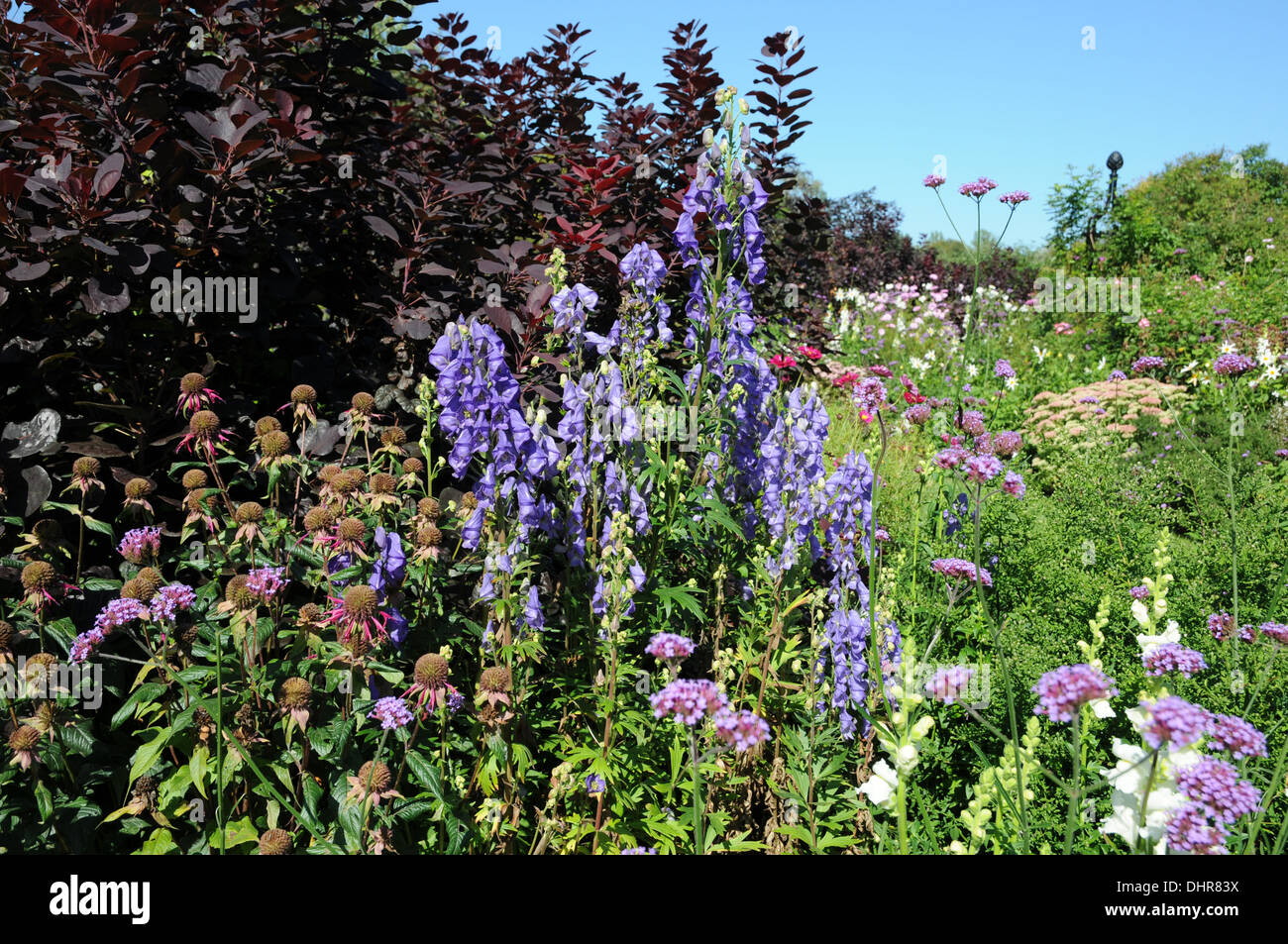 Chinese aconite hi-res stock photography and images - Alamy
