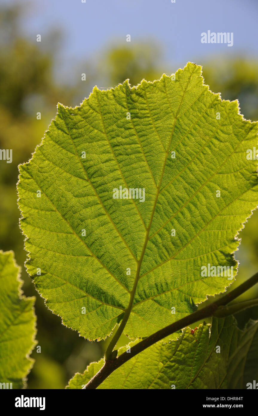 Hazel leaf hi-res stock photography and images - Alamy