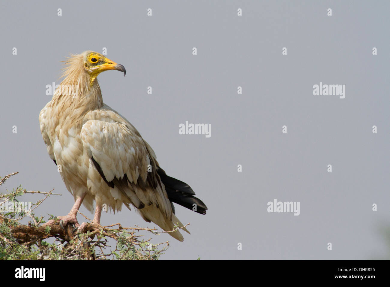 Adult Egyptian Vulture (Neophron percnopterus Stock Photo - Alamy