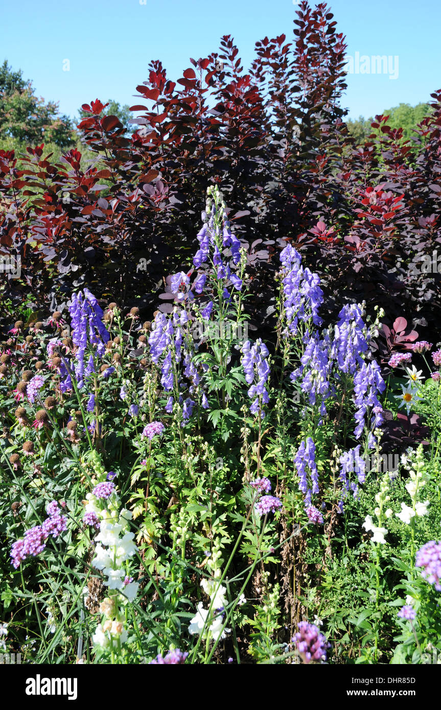 Chinese aconite hi-res stock photography and images - Alamy