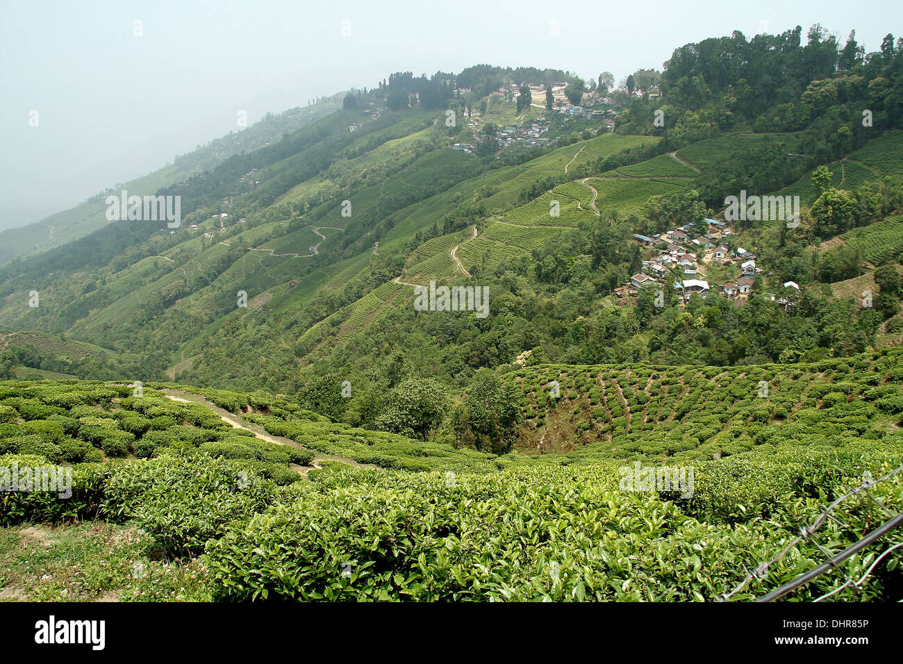 Green tea mountain plantation hi-res stock photography and images - Alamy