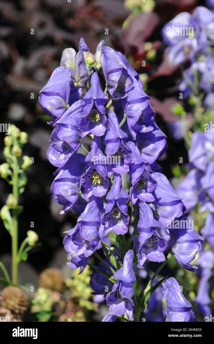 Chinese aconite hi-res stock photography and images - Alamy