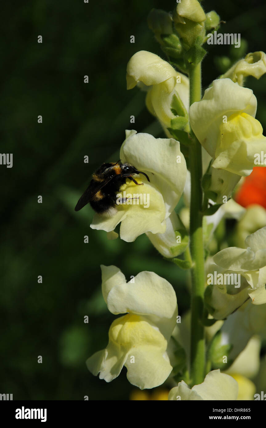 Snapdragon bee hi-res stock photography and images - Alamy