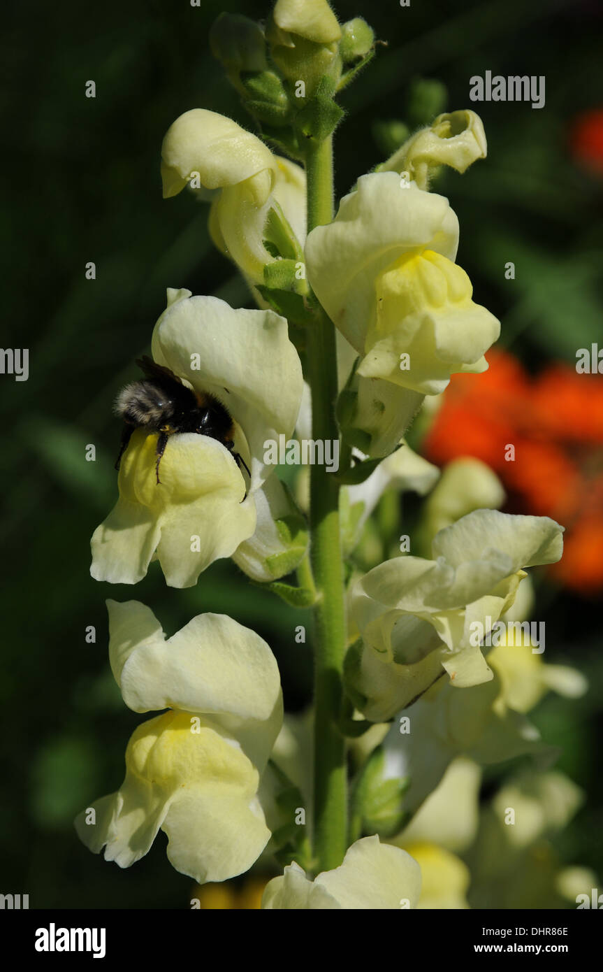 Snapdragon bee hi-res stock photography and images - Alamy