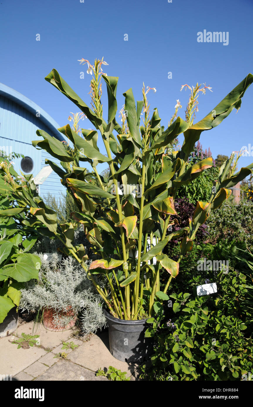 Ginger lily hi-res stock photography and images - Alamy