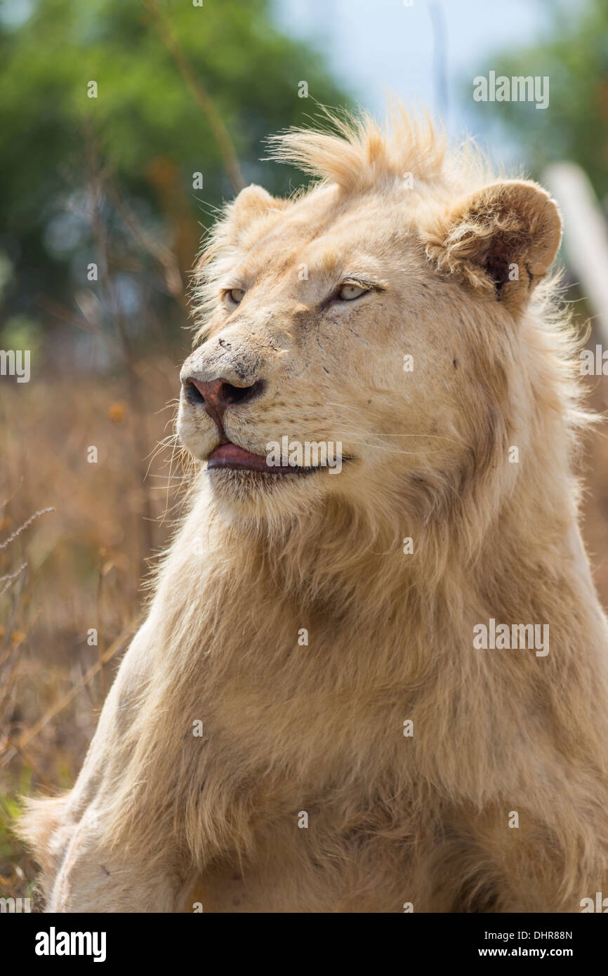 Male White Lion Basking Stock Photo - Alamy