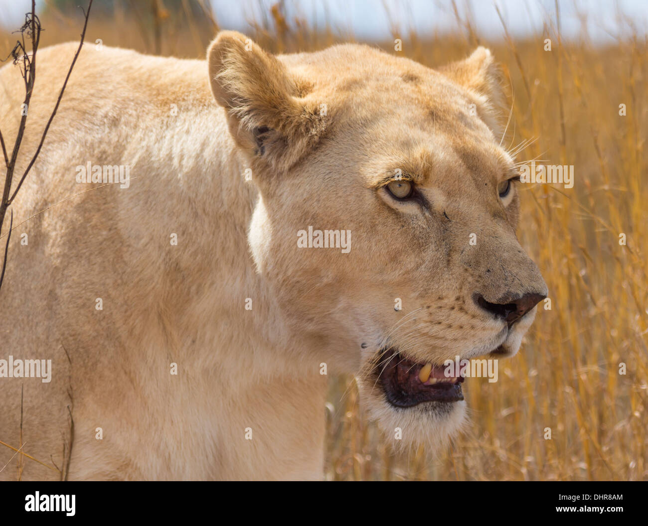 White Lioness Walking Through the Bush With Her Mouth Open Stock Photo ...