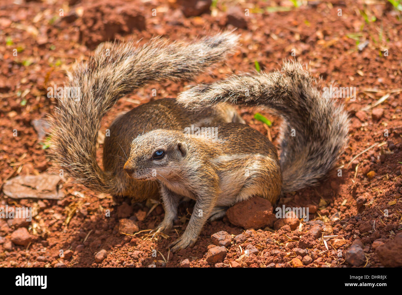 Two Ground Squirrels with Folded Tails Stock Photo - Alamy