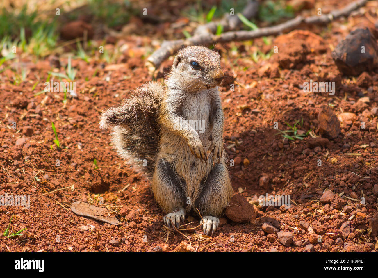 Kalahari ground squirrel hi-res stock photography and images - Alamy
