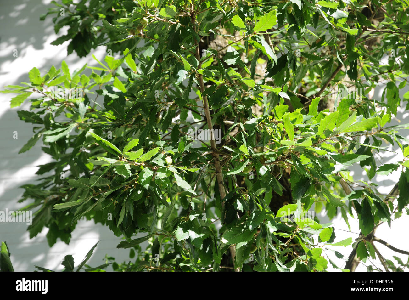 Quercus turneri pseudoturneri hi-res stock photography and images - Alamy
