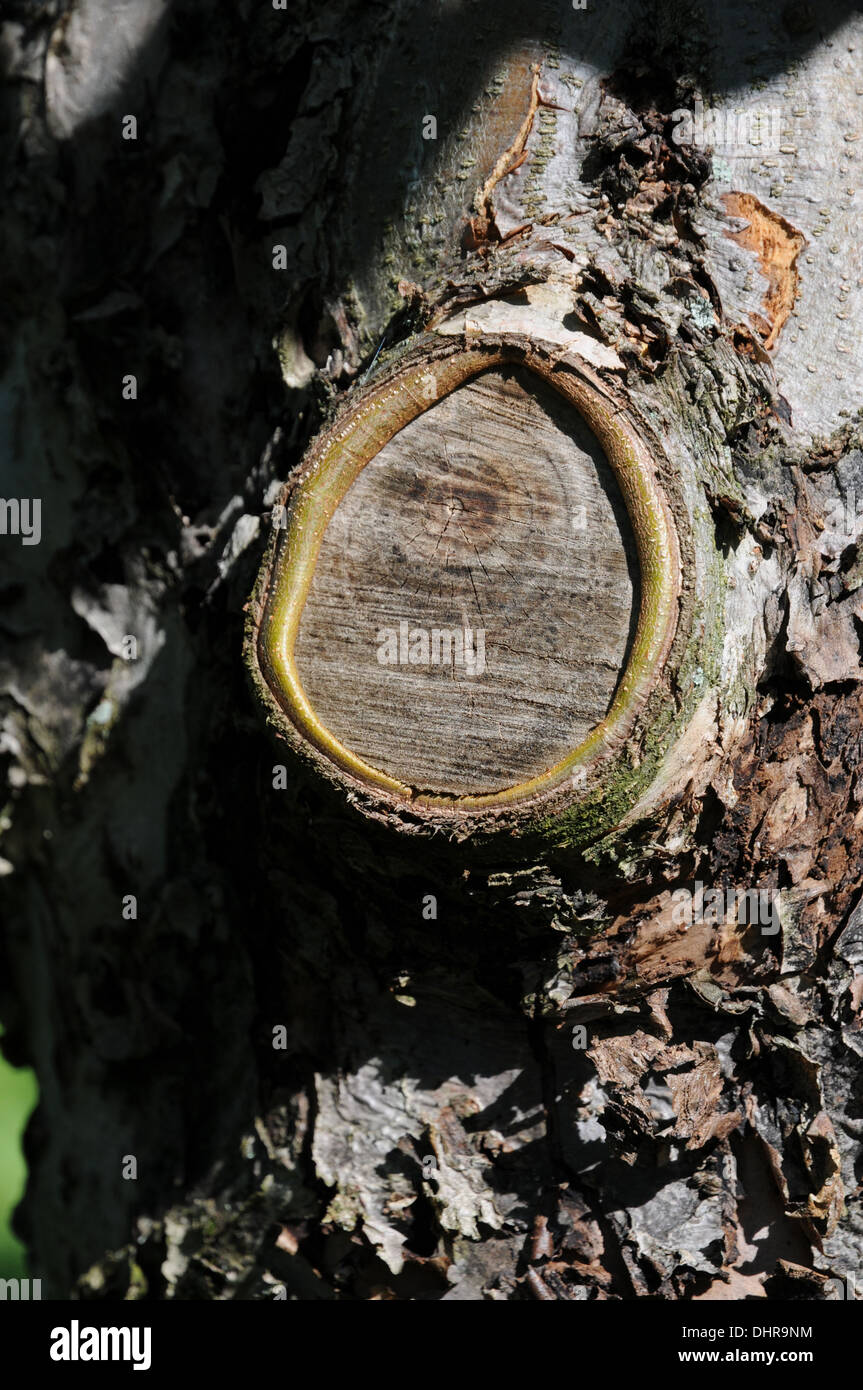 Woundwood hi-res stock photography and images - Alamy