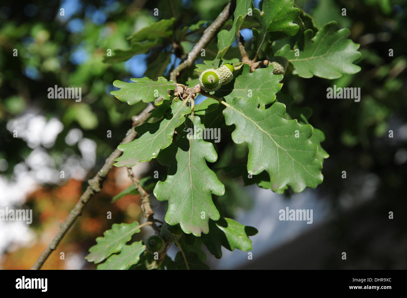 Downy oak hi-res stock photography and images - Alamy