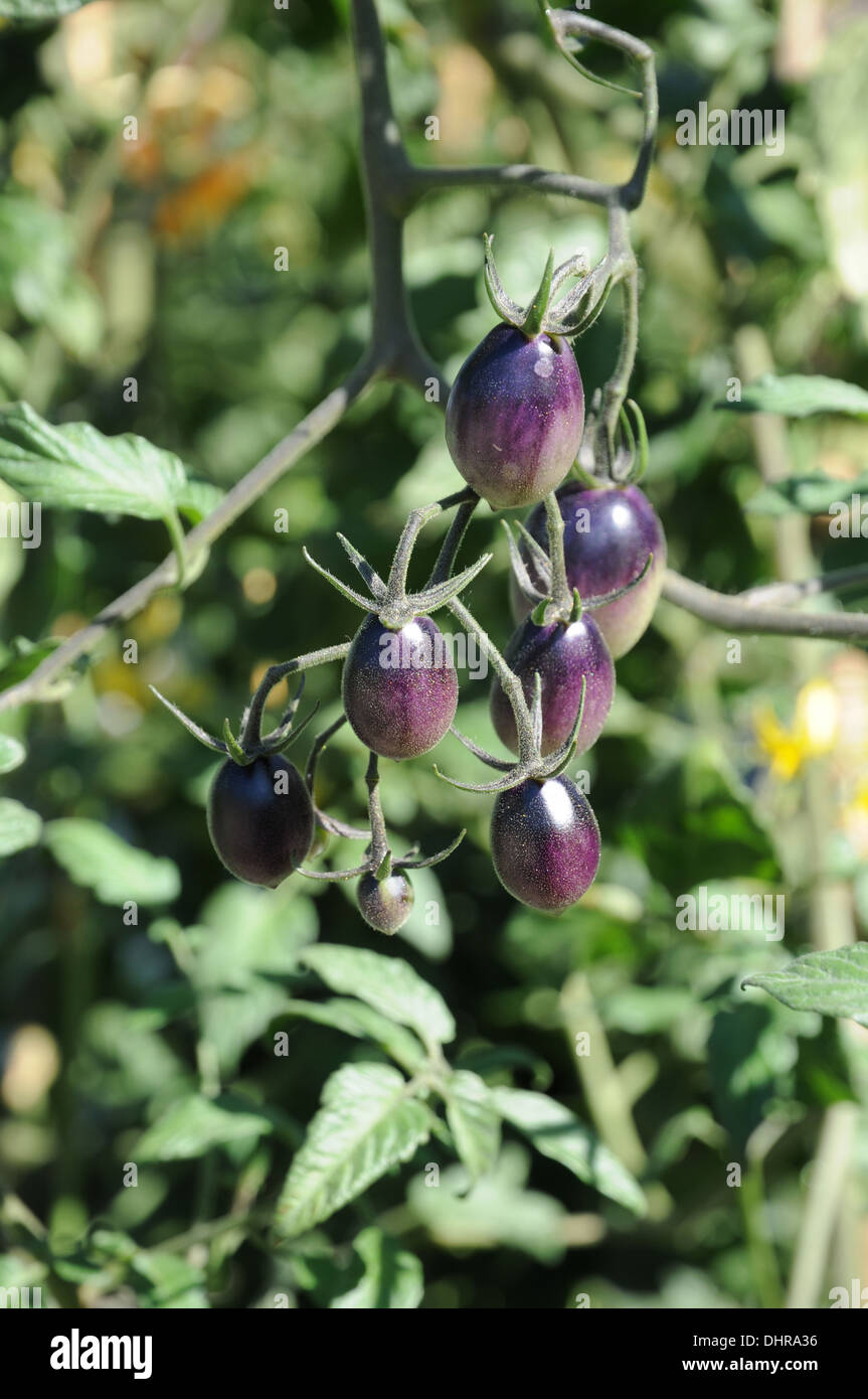 Wilde tomaten hi-res stock photography and images - Alamy