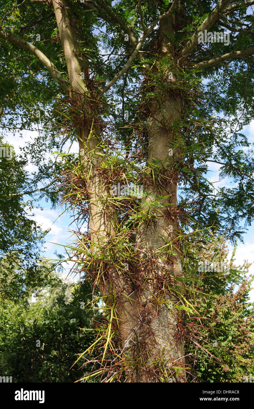 Locust tree thorns hi-res stock photography and images - Alamy