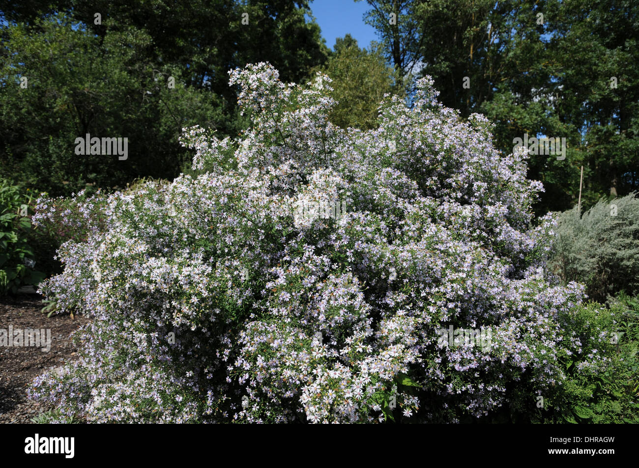 Common aster hi-res stock photography and images - Alamy