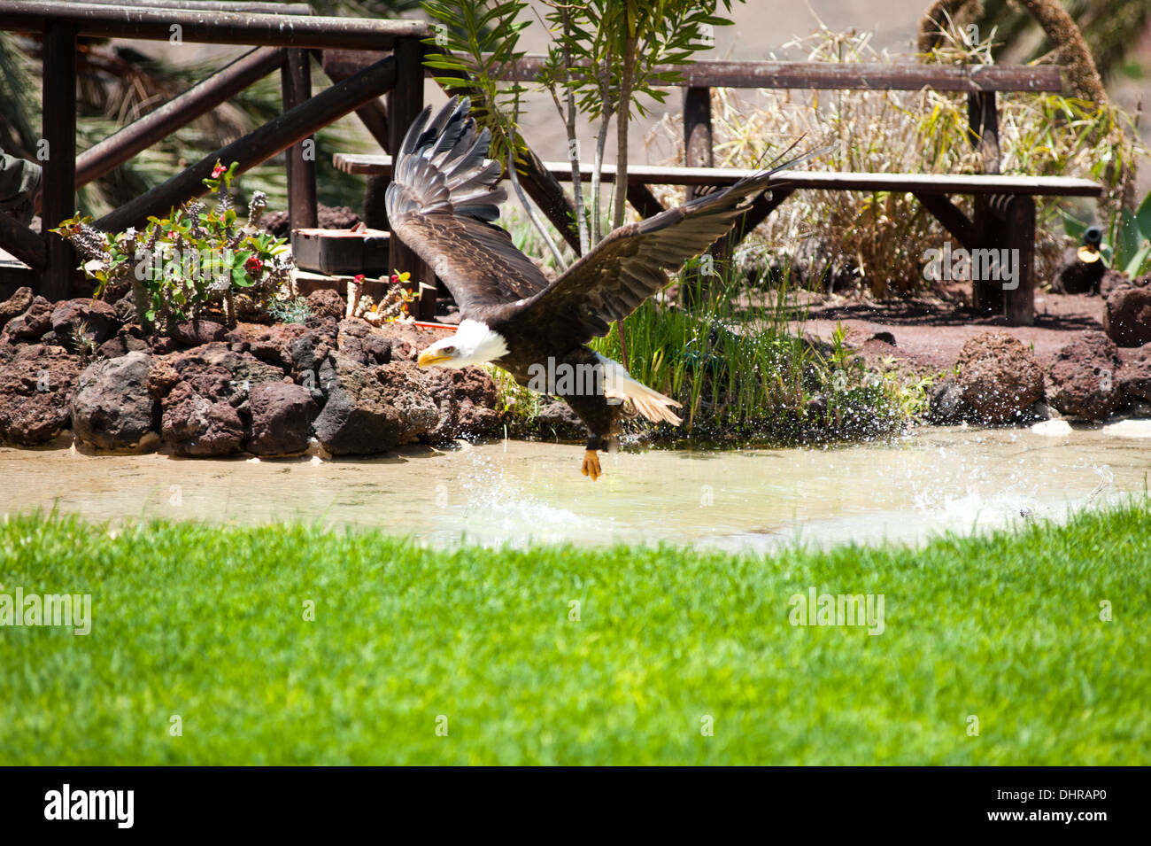 American bald eagle pouncing on target in water Stock Photo - Alamy