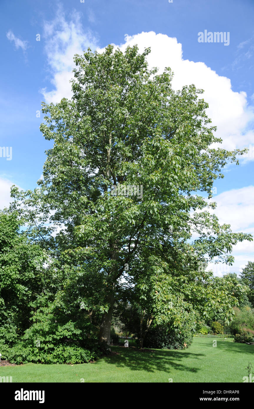 Yellow Buckeye Aesculus Flava High Resolution Stock Photography and ...
