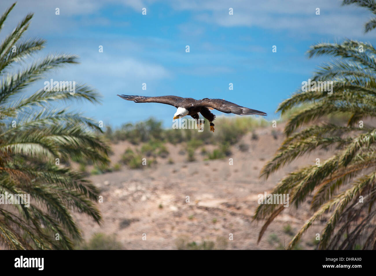 Flight between trees hi-res stock photography and images - Alamy