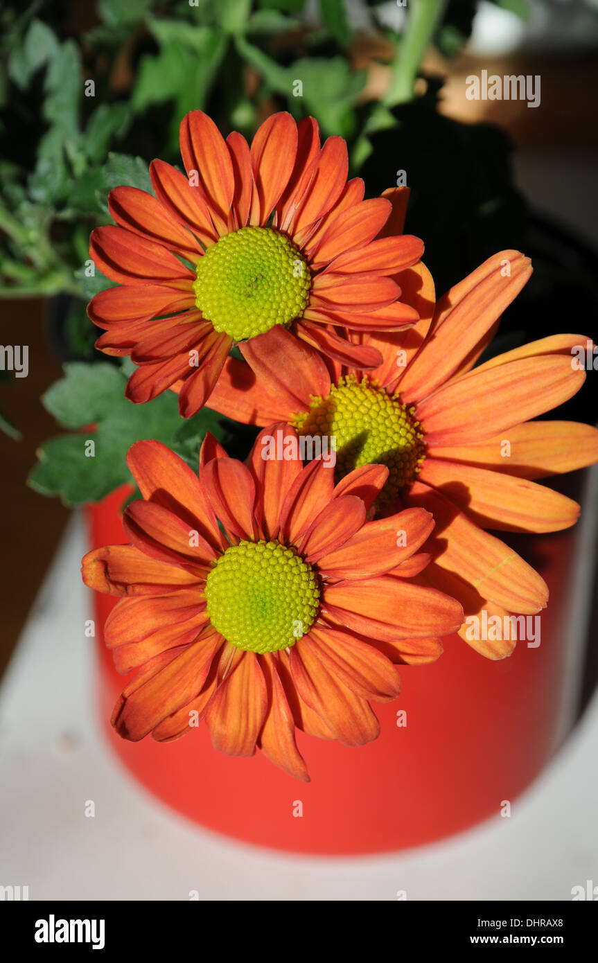 Blume chrysanths hi-res stock photography and images - Alamy