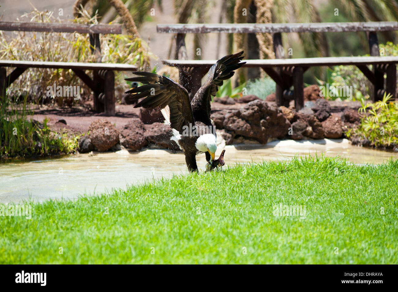 Bald eagle flapping wings hi-res stock photography and images - Alamy