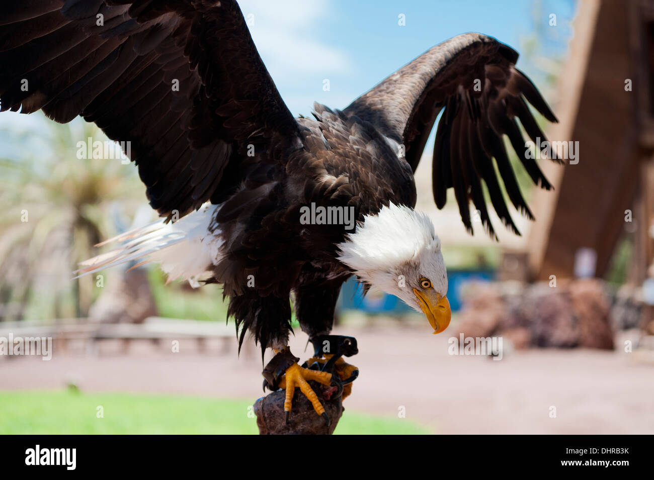 American bald eagle on perch with wings spread Stock Photo - Alamy