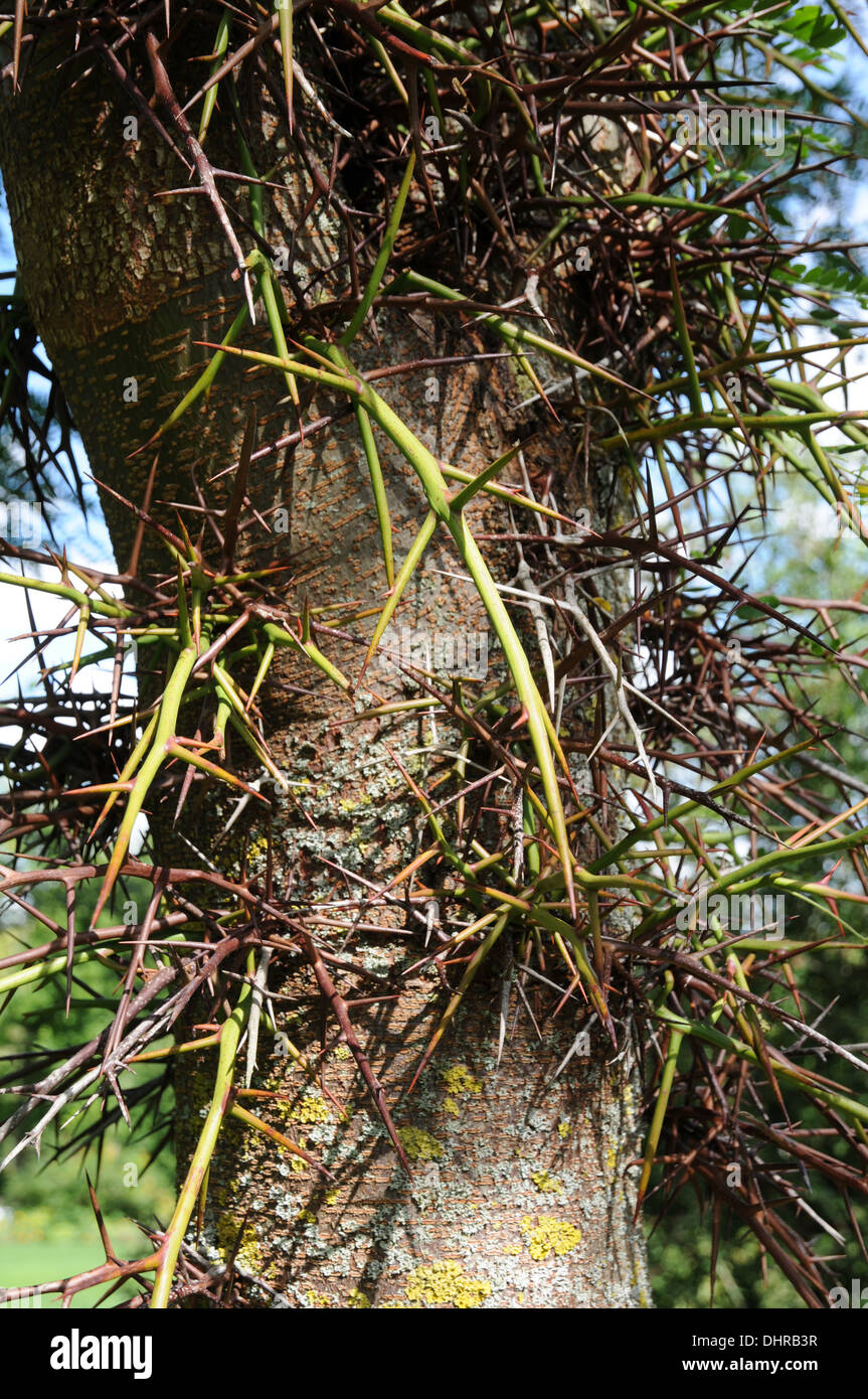 Locust Tree Thorns High Resolution Stock Photography and Images - Alamy