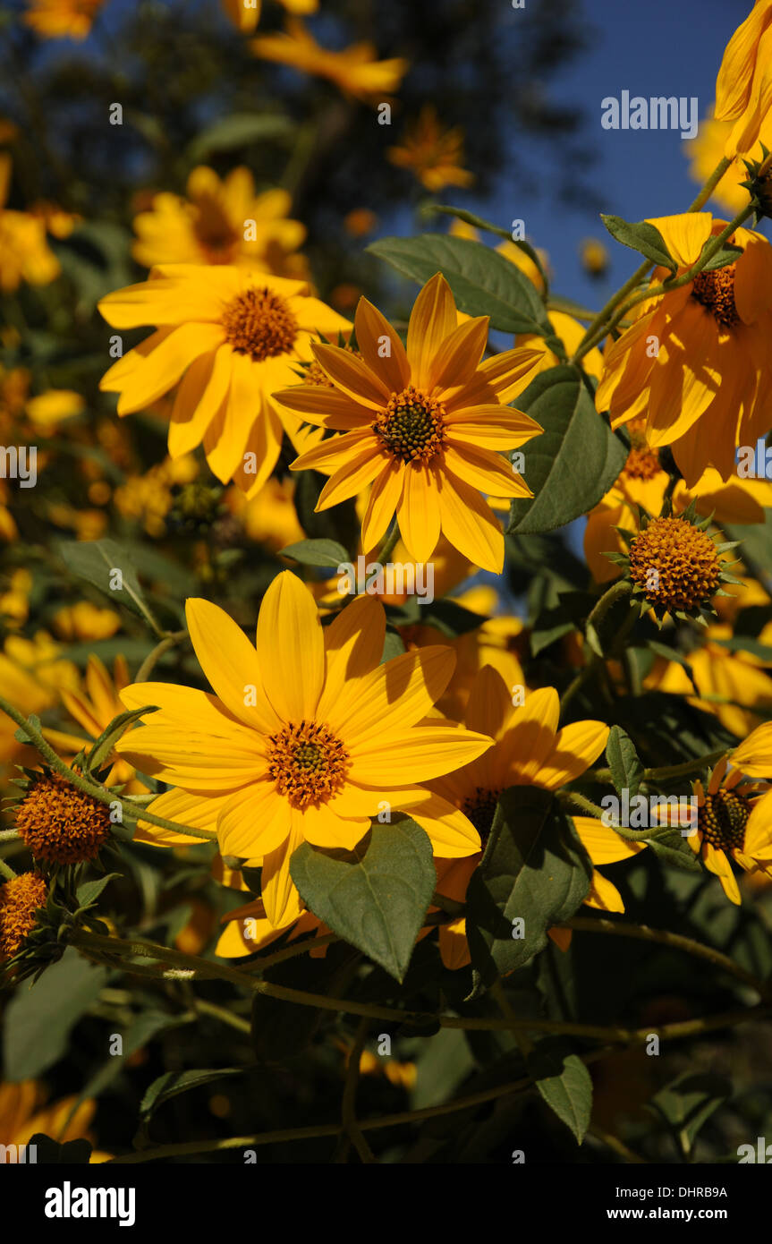 Earth apple flower hi-res stock photography and images - Alamy
