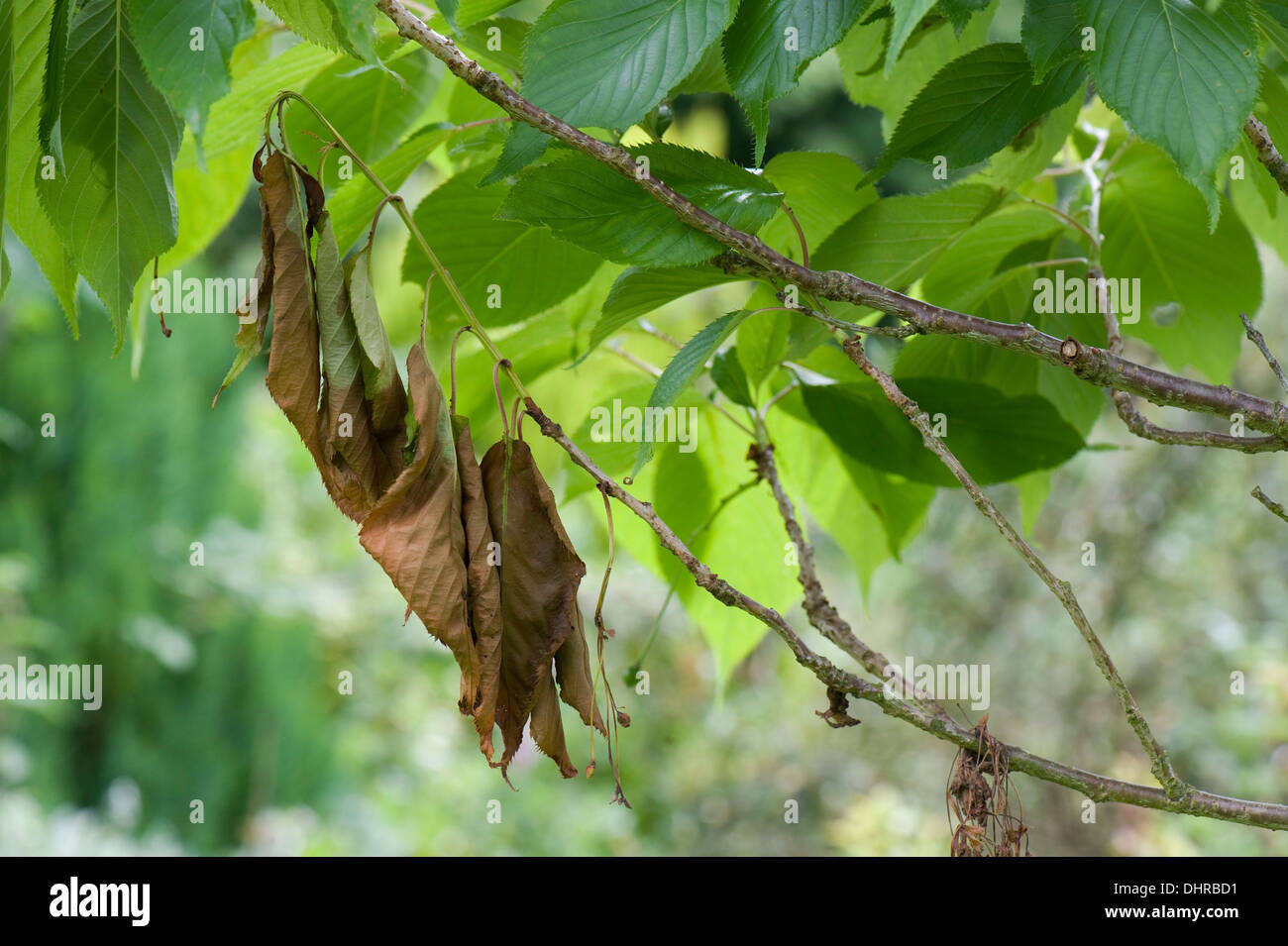 Twig or branch dieback on an ornamental flowering cherry, Prunus sp ...