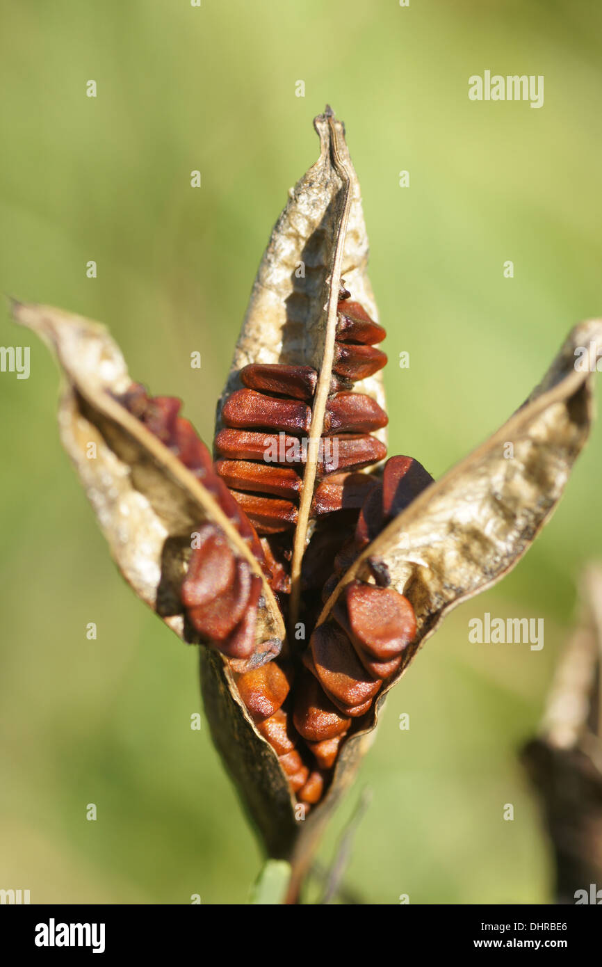 Blue flag, ripe seeds Stock Photo - Alamy