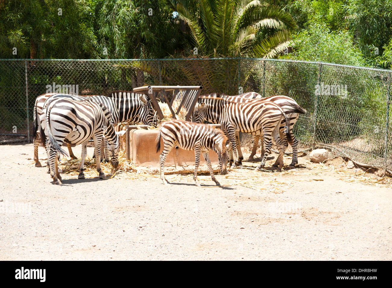 Zebras feeding hi-res stock photography and images - Alamy