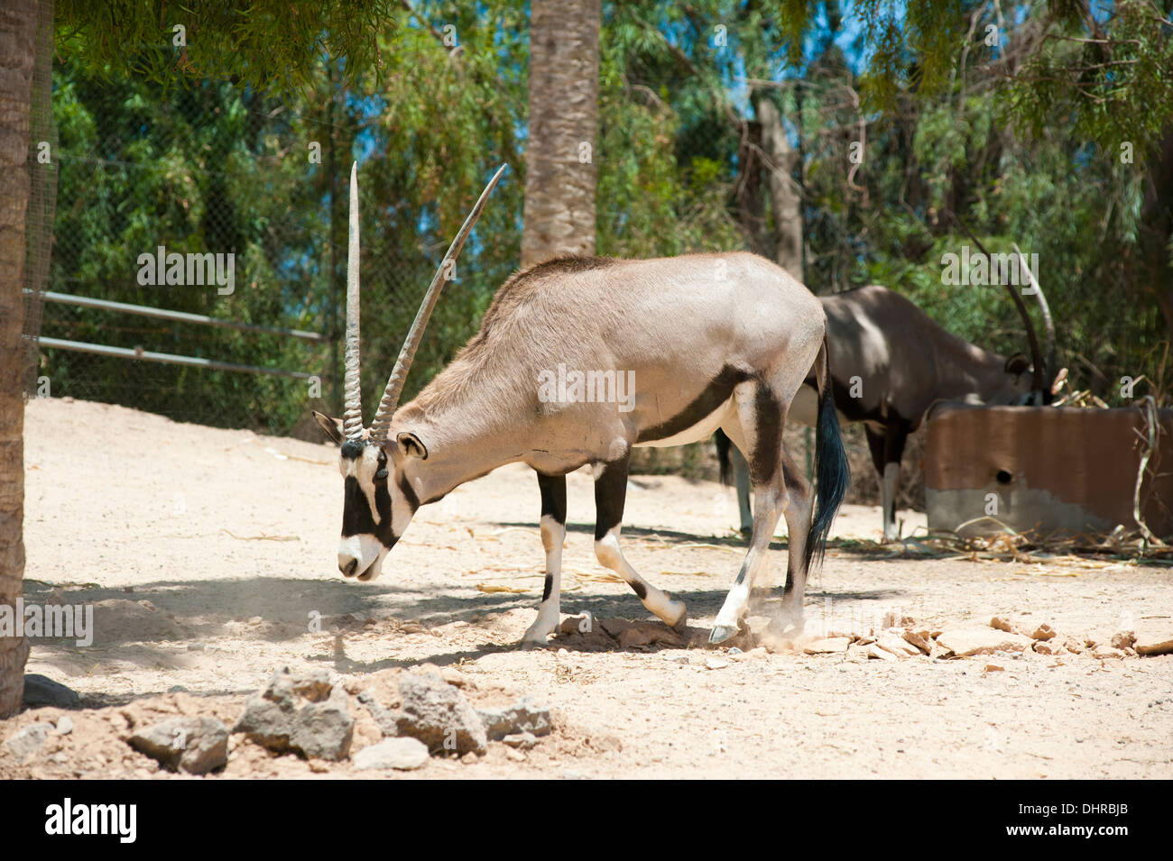 Striped antelopes hi-res stock photography and images - Alamy