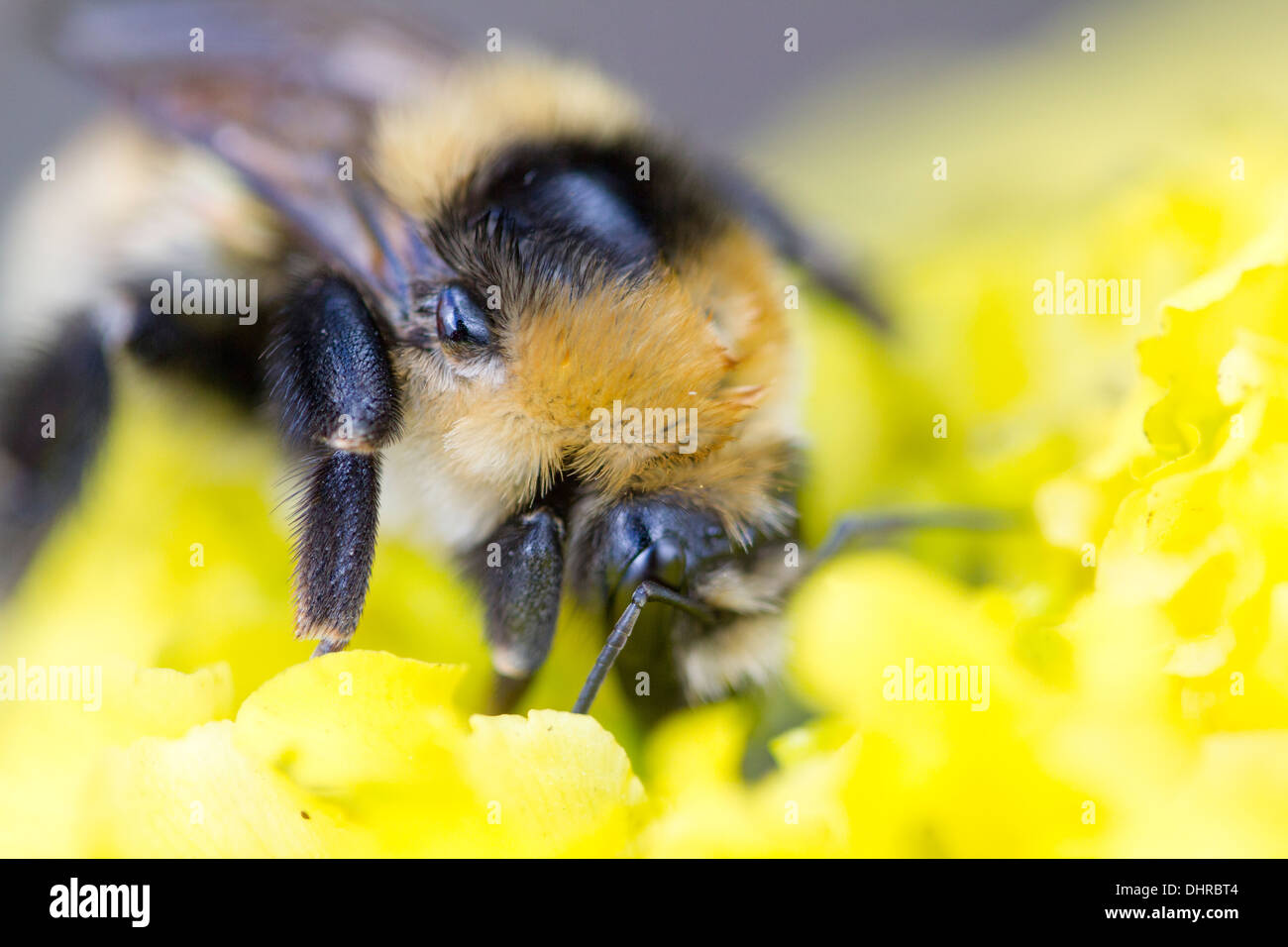 Bumble bee cutout hi-res stock photography and images - Alamy