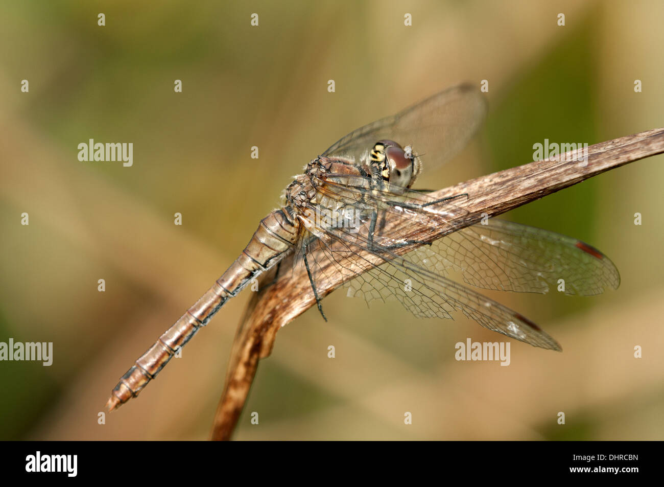 Female darter hi-res stock photography and images - Alamy
