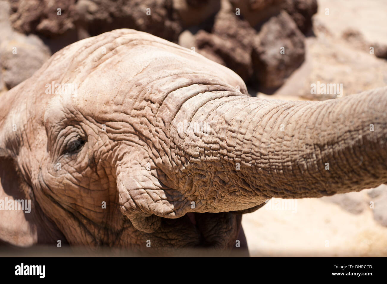 Elephant head close up Stock Photo - Alamy
