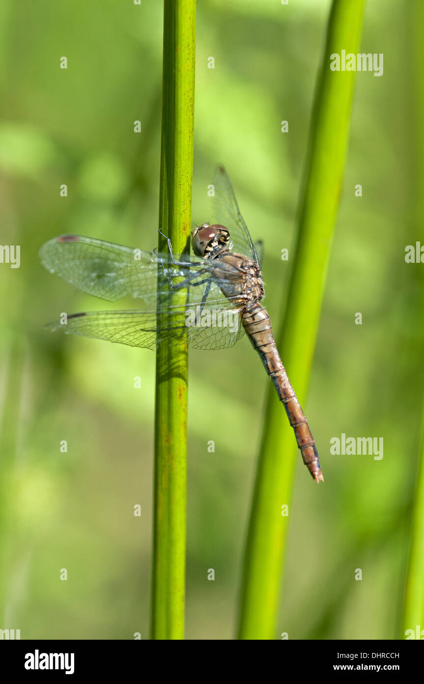 Female darter hi-res stock photography and images - Alamy