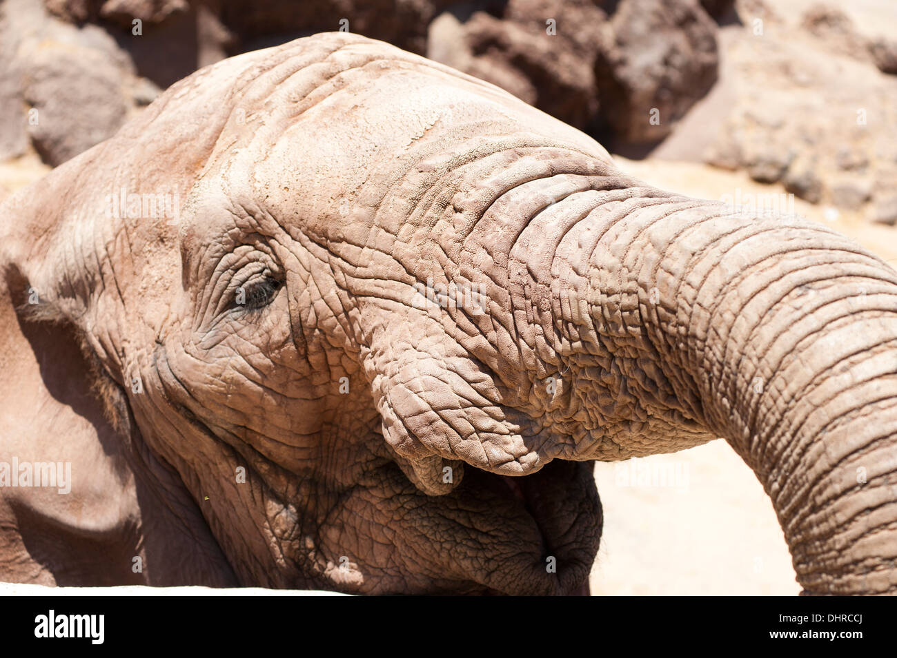 Elephant open mouth hi-res stock photography and images - Alamy