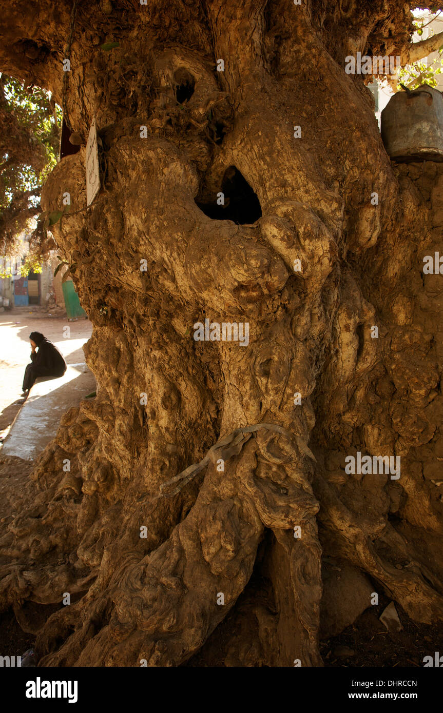 Old fig tree hi-res stock photography and images - Alamy