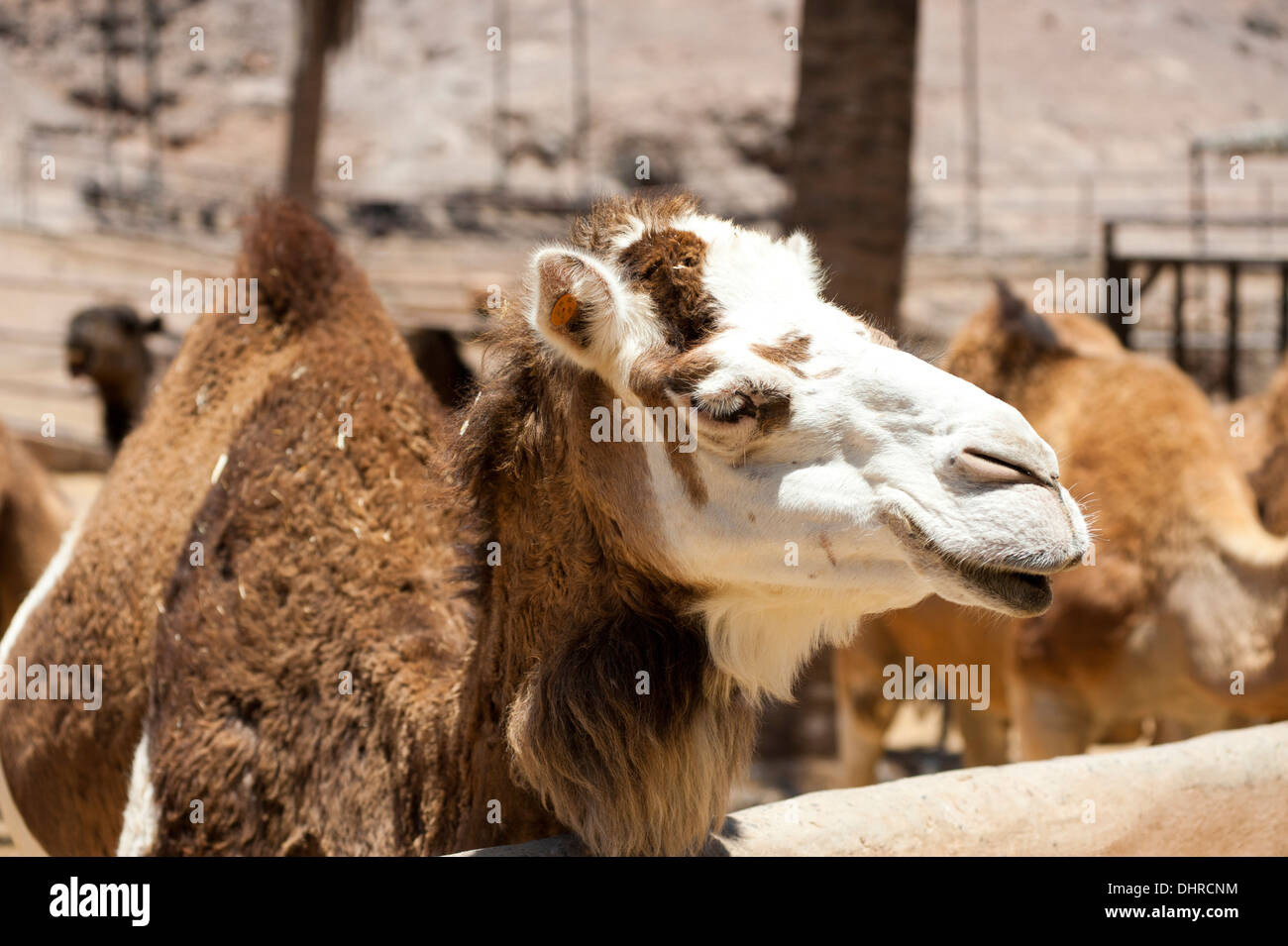 White faced camel Stock Photo - Alamy