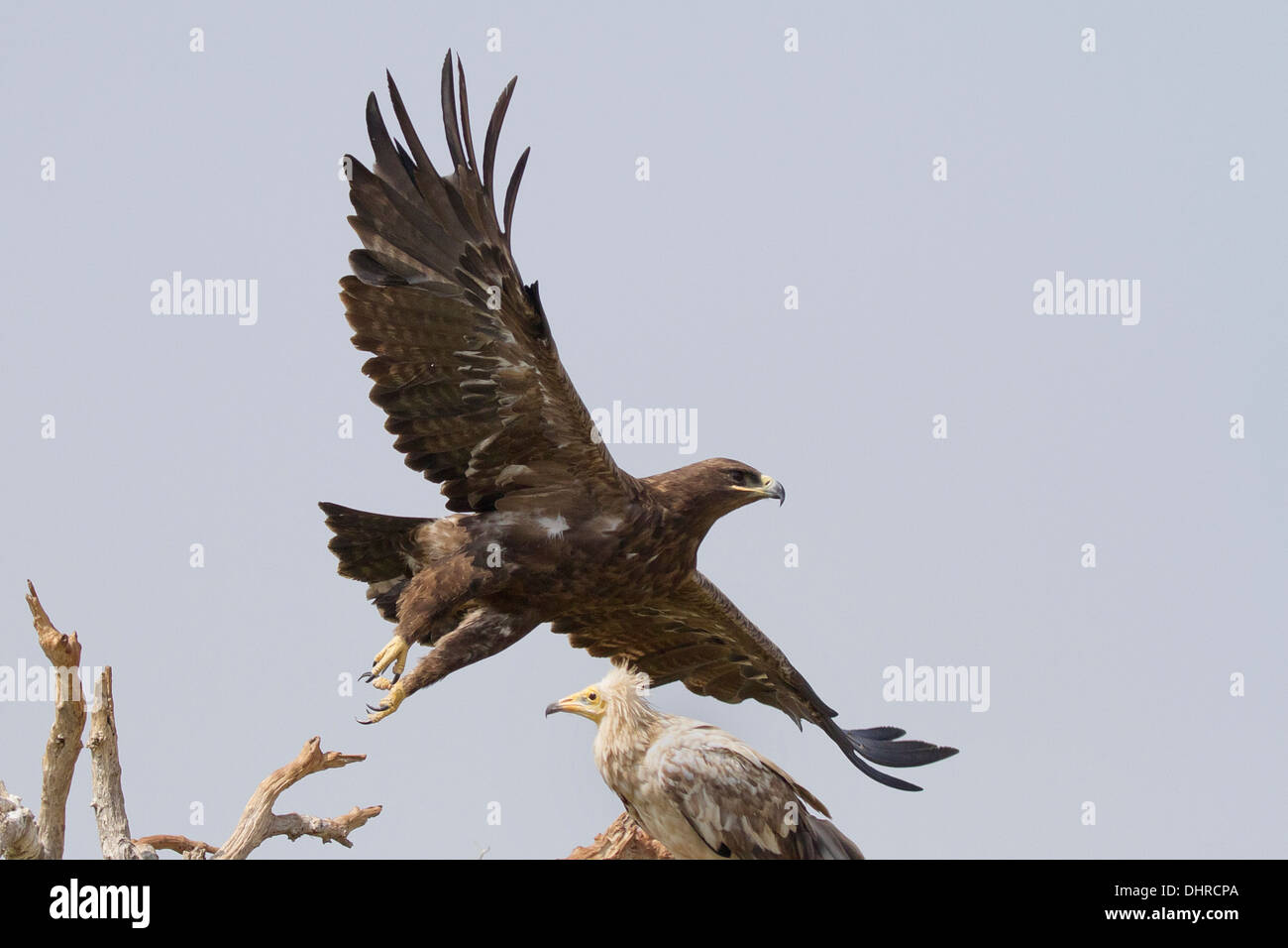 Steppe Eagle (Aquila nipalensis) taking-off near Bikaner, Rajasthan ...