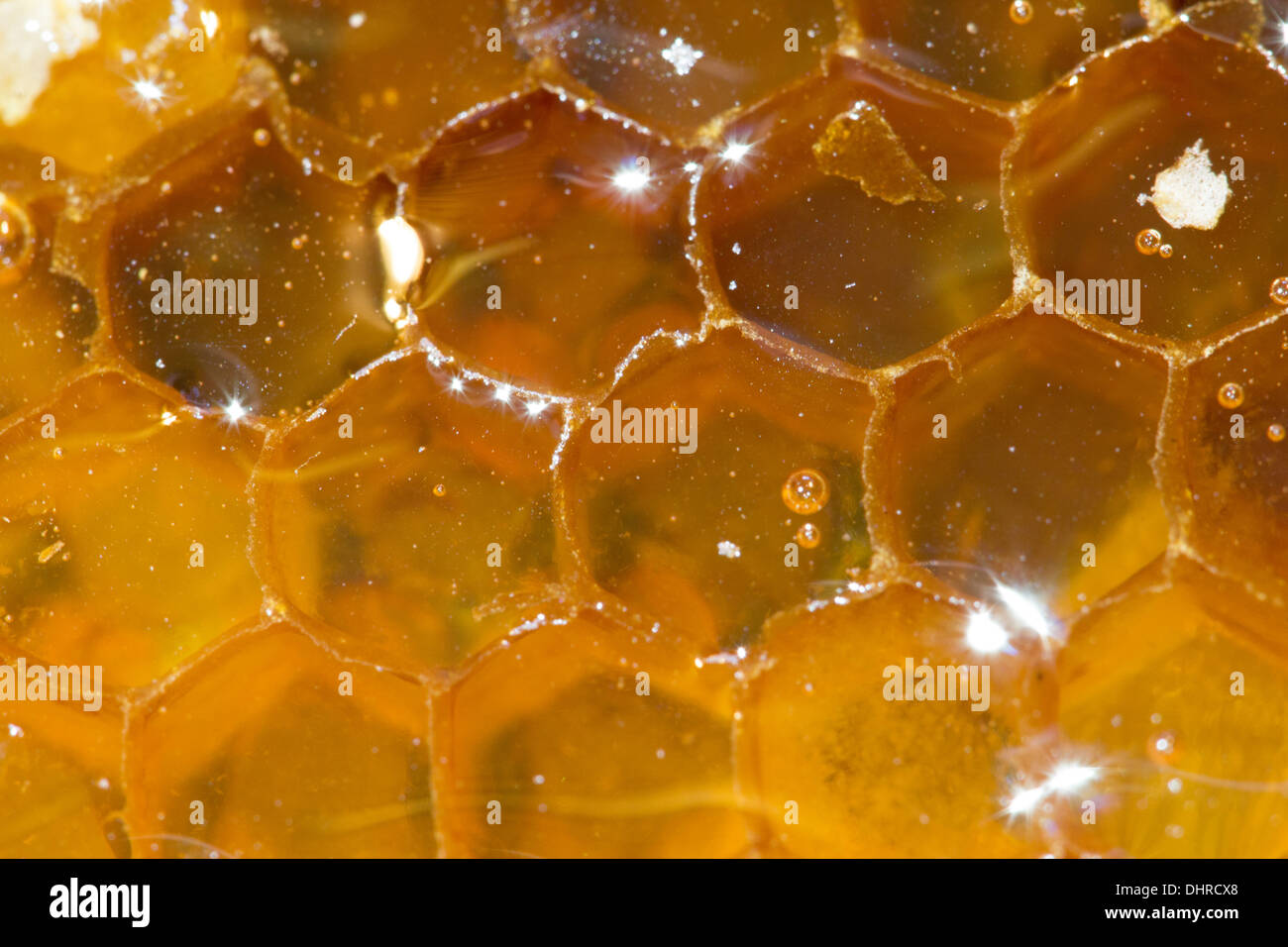 Fresh honey comb Stock Photo - Alamy