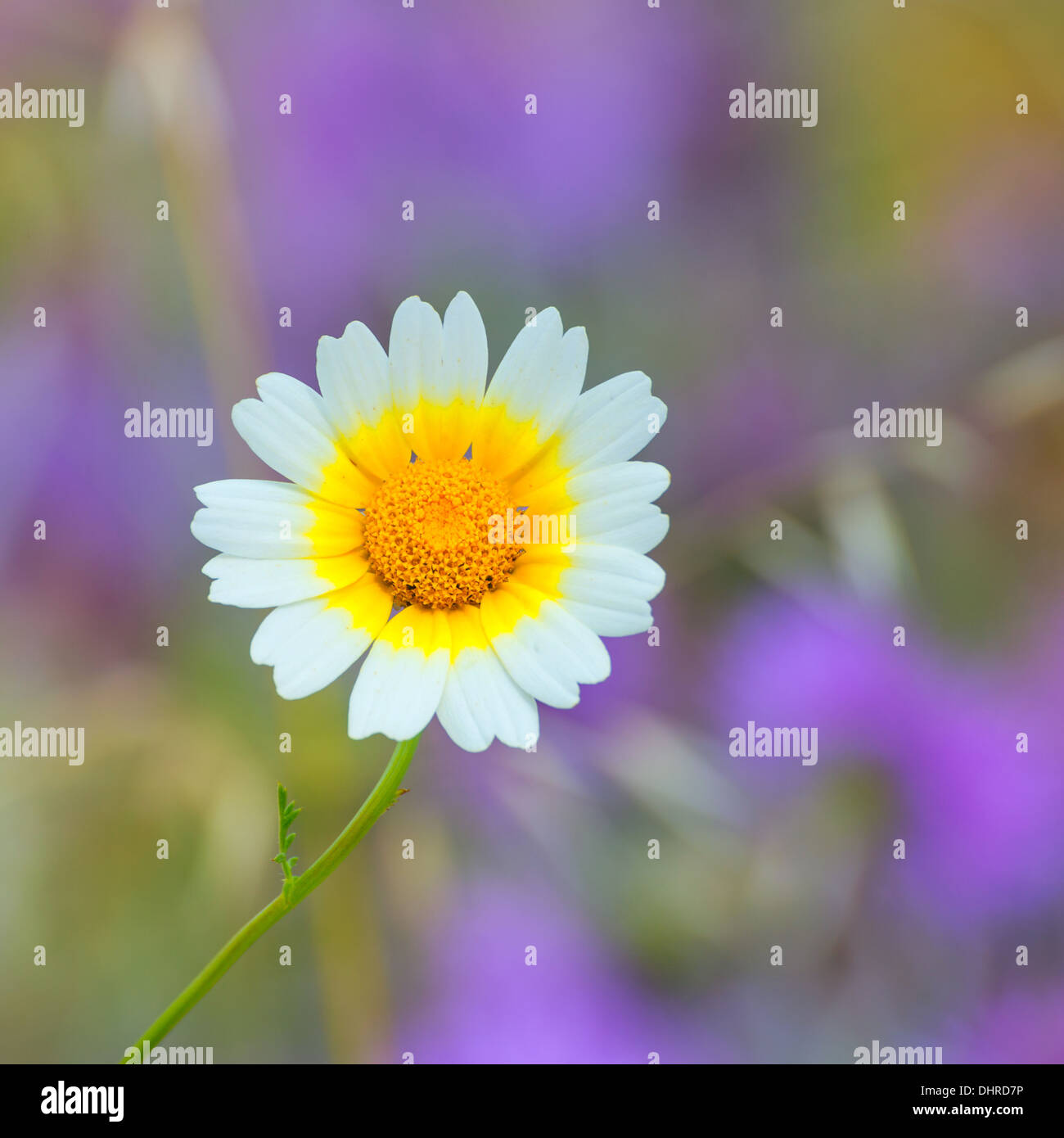 Menorca spring daisy white and yellow wild flowers in Balearic islands ...