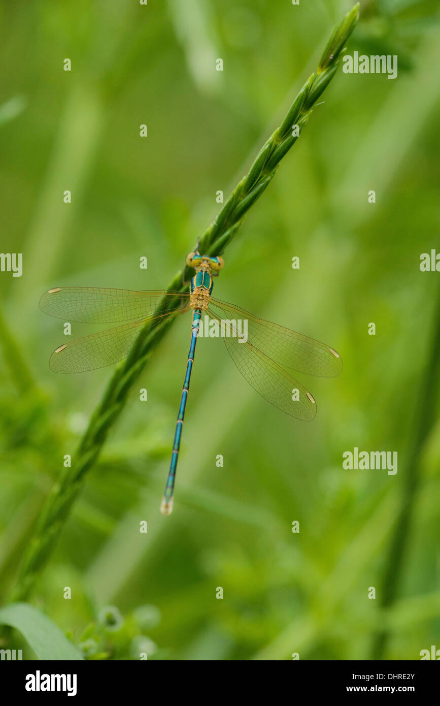 Willow Emerald Damselfly -Western Willow Spreadwing(Lestes viridis ...