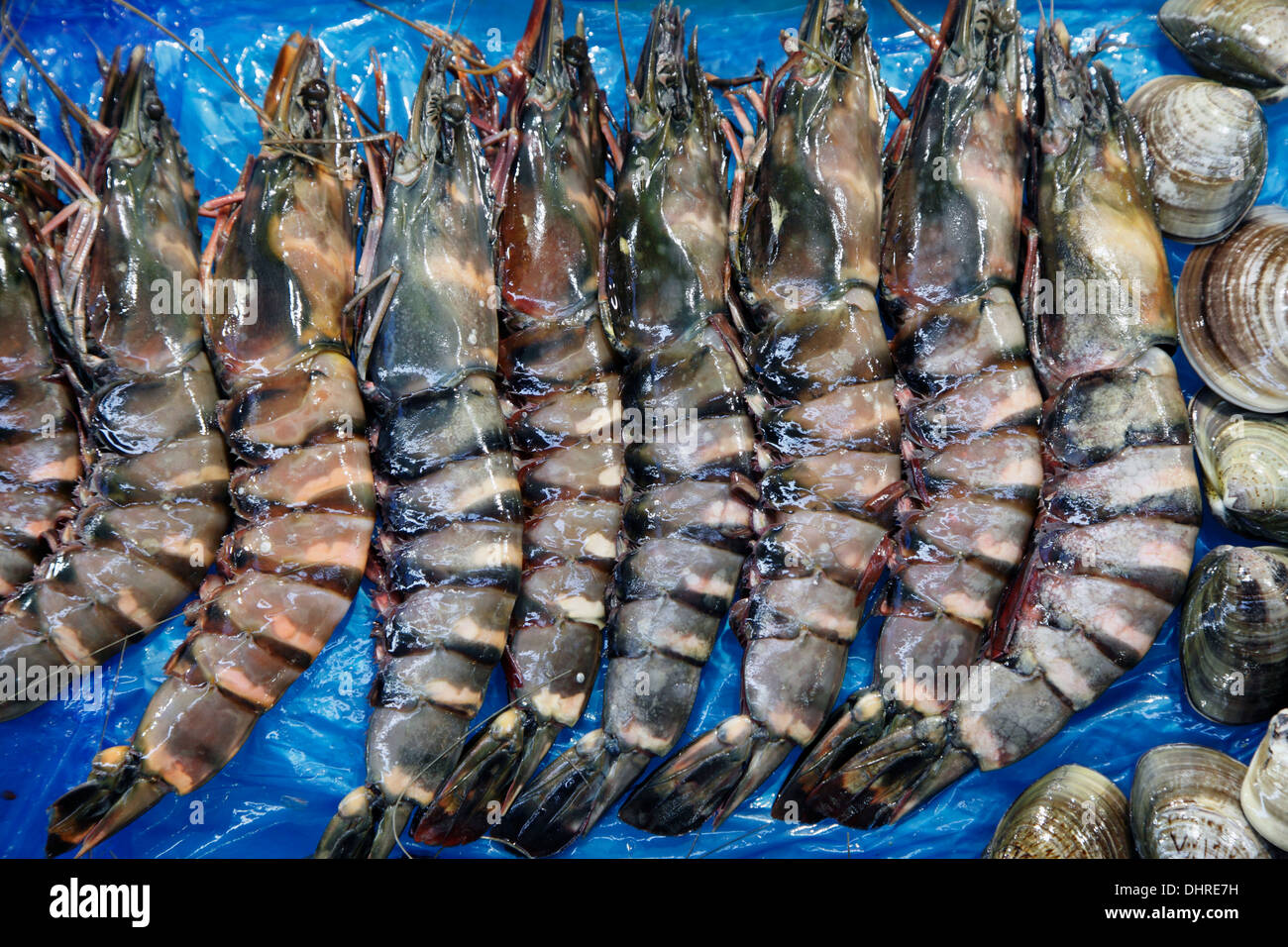 Kolambi Fish In Water