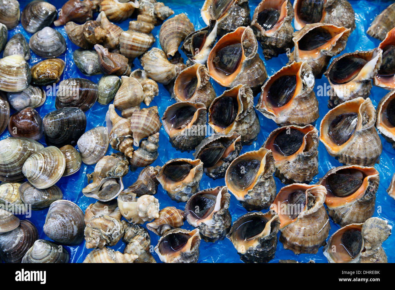 South Korea, Seoul, Noryangjin Fish Market, shells Stock Photo - Alamy