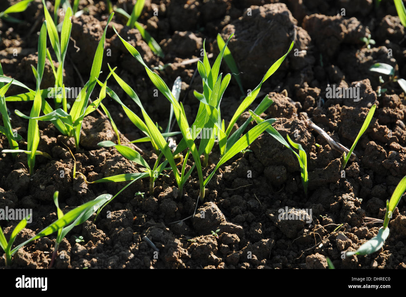 Germination High Resolution Stock Photography and Images - Alamy
